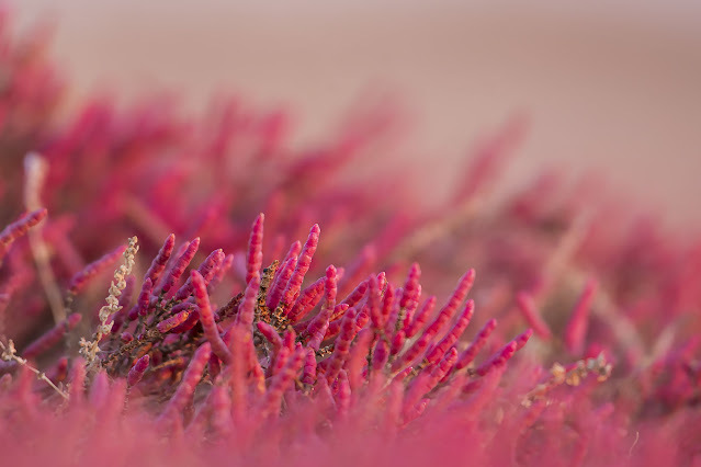 Seed ecology :: Seed Ecology Research Group