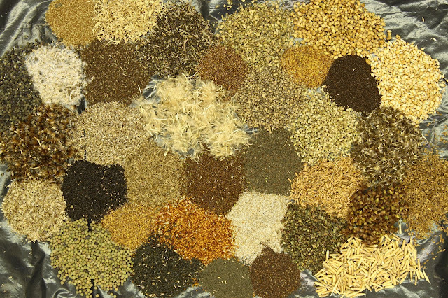 Photo gallery :: Seed Ecology Research Group