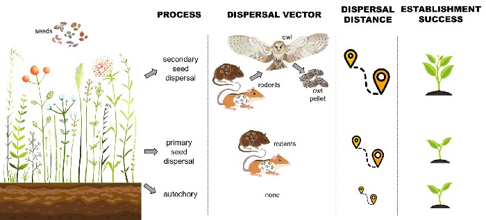 Owl-mediated secondary seed dispersal: Our new paper in GECCO :: Seed ...